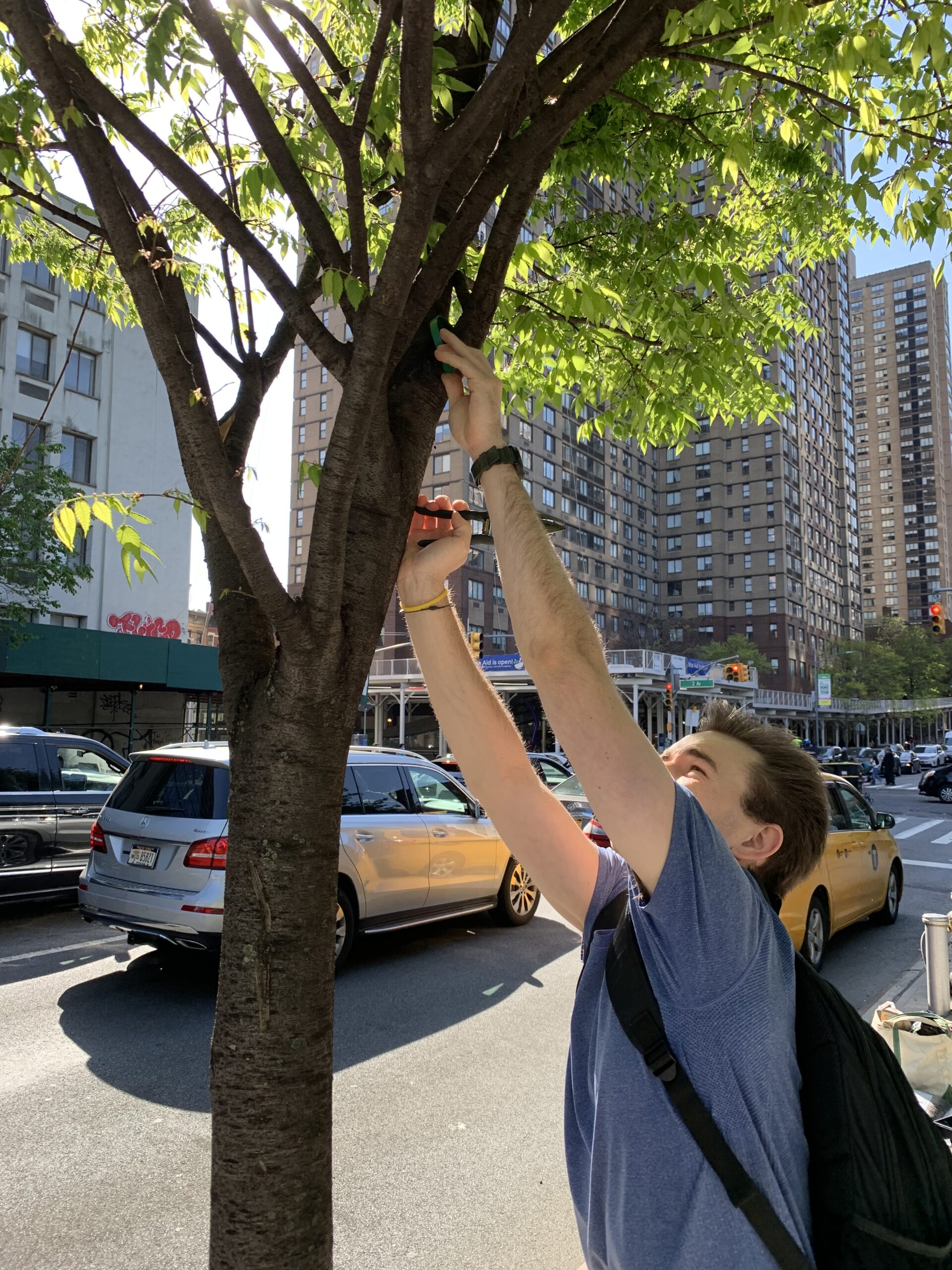 IMG_1462 | Trees New York