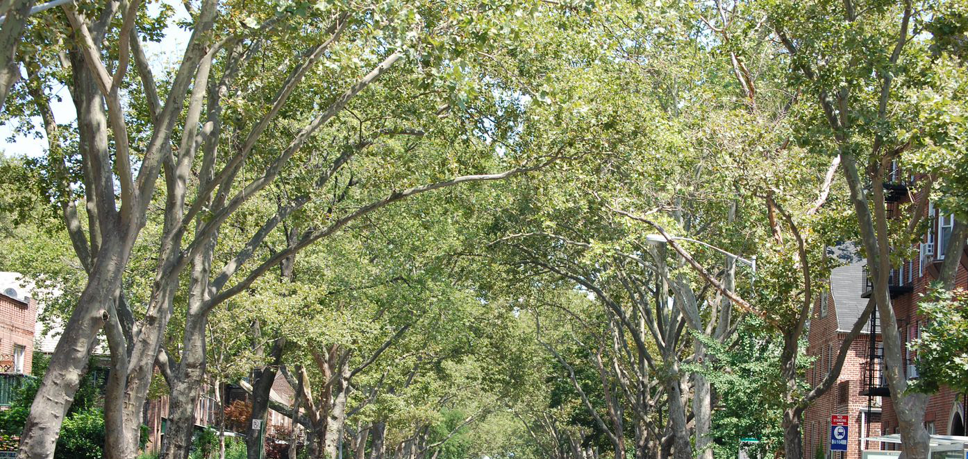 Our Canopy (cropped) | Trees New York