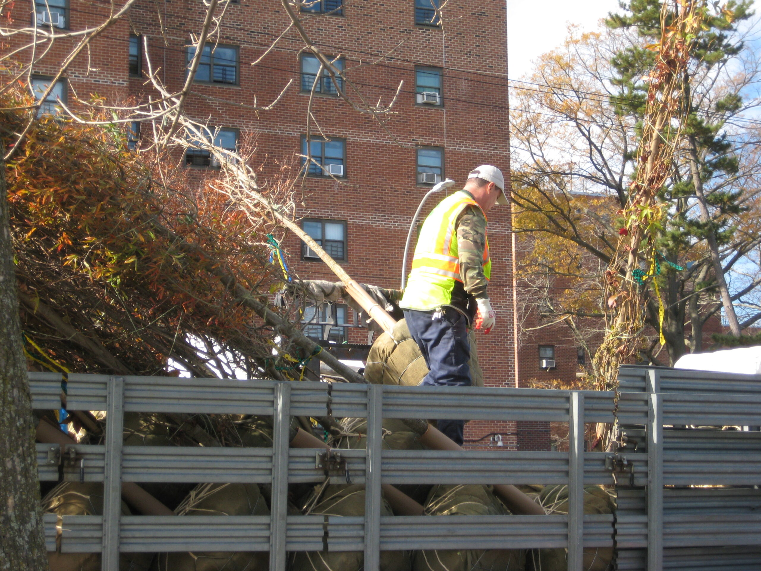 TREES FOR NYCHA #1 | Trees New York