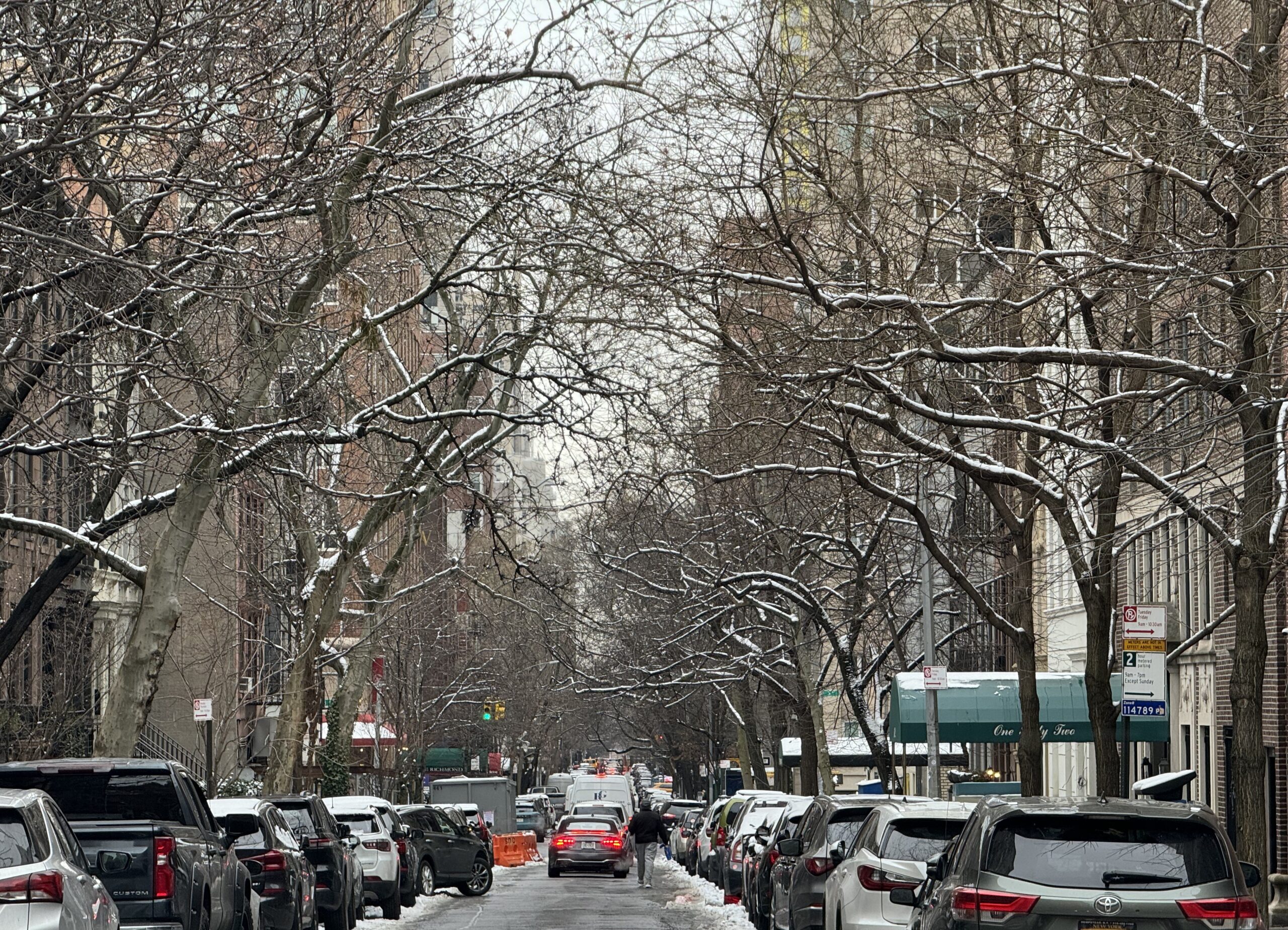 winter canopy | Trees New York